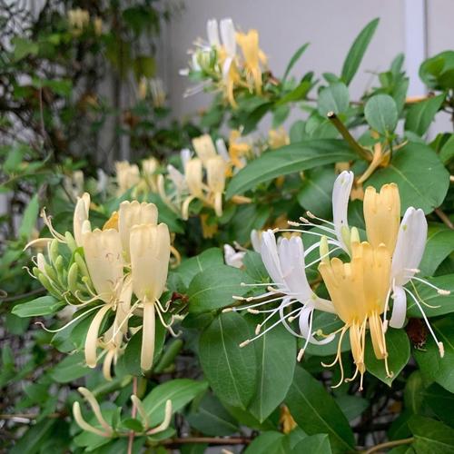 Jual Bunga rambat kuning wangi Japanese honeysuckle (Lonicera japonica ...