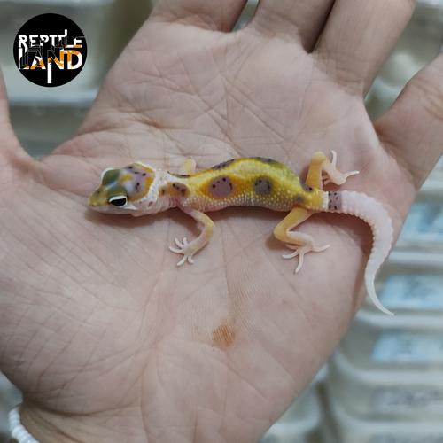 Jual Leopard gecko sunglow shtct Tangerine enigma lemon frost Promo ...