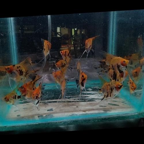 Jual manfish/angelfish red devil - Kota Tangerang Selatan - Parigi ...