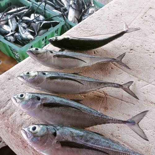 Jual Ikan Tengkek Tongkol Besi RJ Fish 1kg - Jakarta Barat - RJ Fish ...
