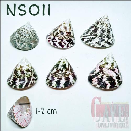 Promo NS011 cangkang shell rumah kelomang keong umang kumang natural ...