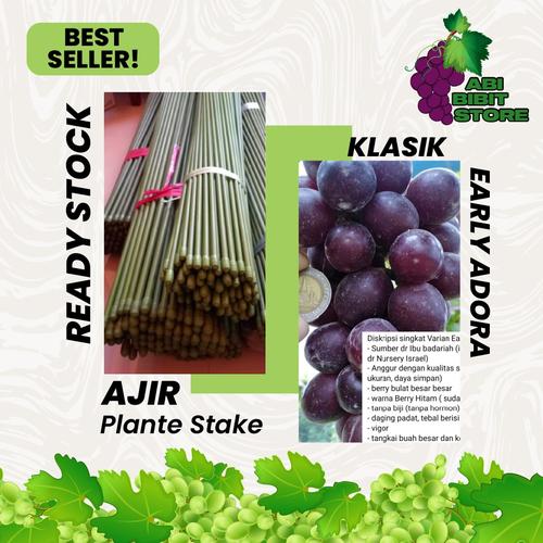 Jual plans stake /ajir penyanggah tanama Anggur Early Adora - Kab ...
