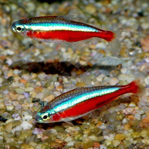 Jual ikan hias neon tetra fish / ikan hias cardinal tetra / ikan neon ...