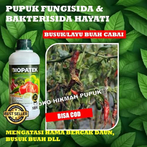 Jual Pupuk BIOPATEK Fungisida Hayati Mengatasi Layu Fusarium pada Cabe, Obat Layu Fusarium Pada ...