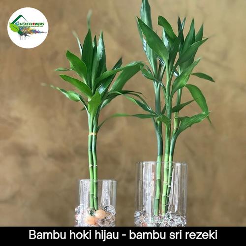 Jual bambu hoki hijau - tanaman media air - bambu sri rezeki ijo - Kota ...