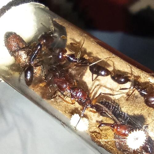 Jual (Odontomachus sp) jenis trap jaw terbesar/ colony ant /Ratu semut ...