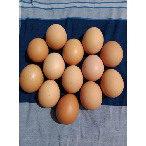Jual Readyy Telur Ayam Horn / Negeri / Ras Petelur Bisa Untuk Konsumsi ...
