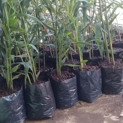 Jual Bibit Tanaman Herbal Jahe Merah/Pohon Jahe Berem Herbal By ...