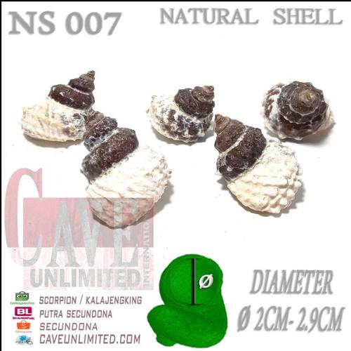 Promo NS007 Natural shell cangkang asli rumah kelomang keong umang ...