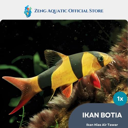 Jual Botia Badut / Clown Loach / Botia Tiger Kalimantan Ikan Hias ...