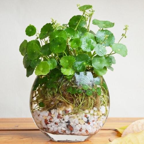 Jual TANAMAN SEJUTA MANFAAT PEGAGANG - Kota Batu - Rocketfield Plantary ...