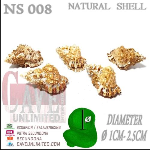 Promo NS008 Natural shell cangkang asli rumah kelomang keong umang ...