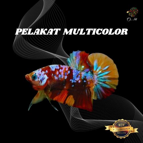 Promo PELAKAT NEMO MULTICOLOR - Kab. Bogor - Ornamental Fish Art ...