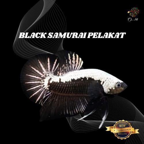 Promo IKAN BLACK SAMURAI TOP GRADE - Kab. Bogor - SENI IKAN HIAS ...