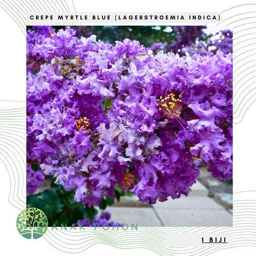 Jual Benih Bibit Biji - Pohon Bunga Blue Crepe Myrtle Bungur Jepang ...