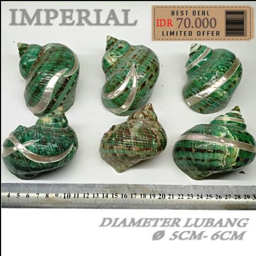 Promo C Pica shell cangkang rumah kelomang keong umang hermit crab asli ...