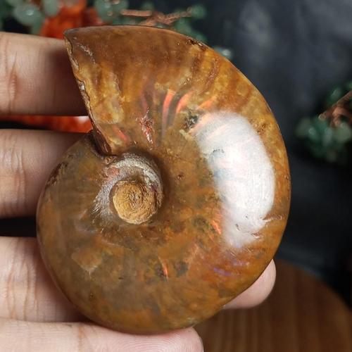 Jual Batu Natural Fossil Keong Top Grade (5) - Jakarta Barat - Natural ...