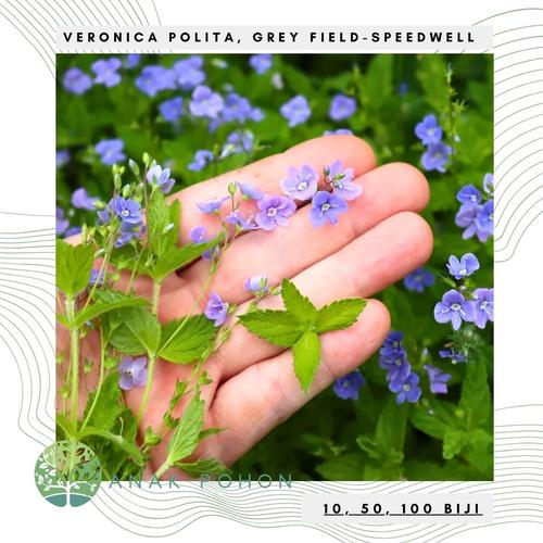 Jual Benih Bibit Biji - Bunga Veronica polita Grey Field Speedwell Herb ...