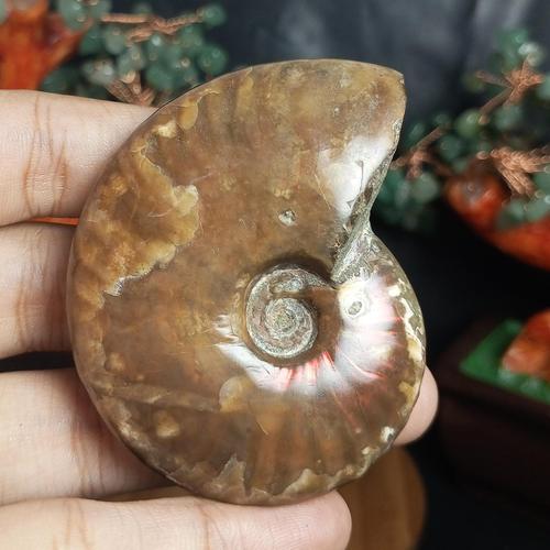 Jual Batu Natural Fossil Keong Top Grade (4) - Jakarta Barat - Natural ...