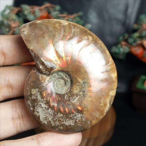 Jual Batu Natural Fossil Keong Top Grade (9) - Jakarta Barat - Natural ...