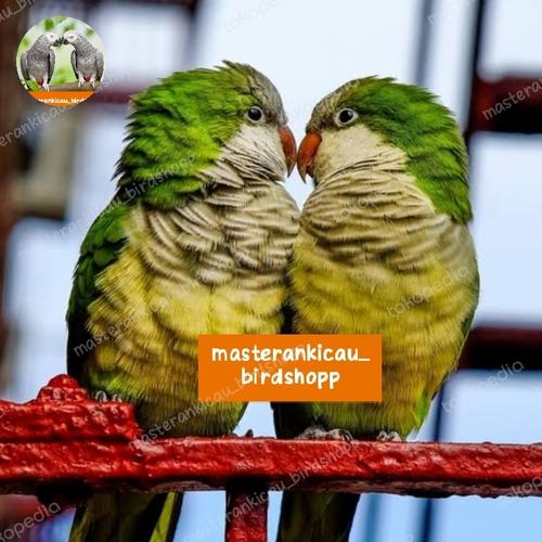Jual burung monk parkit parakeet hijau import sepasang dewasa produksi ...