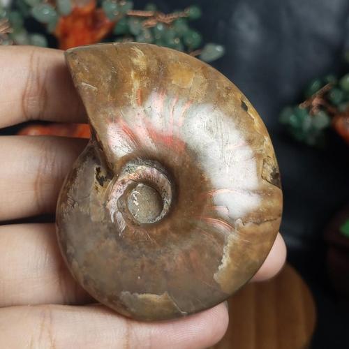 Jual Batu Natural Fossil Keong Top Grade (3) - Jakarta Barat - Natural ...