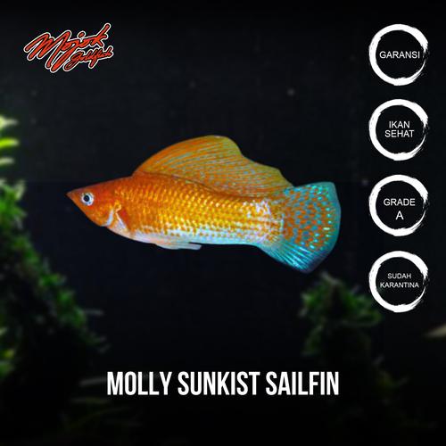 Jual IKAN HIAS - MOLLY SUNKIST SAILFIN - Kota Depok - Mojok Goldfish ...