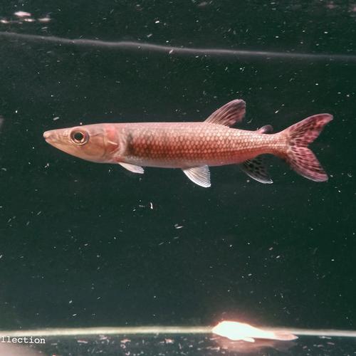 Jual ikan odoe pike baby 12-13cm - Kab. Tangerang - Beezd_Junior_Fish ...