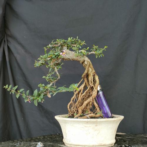 Jual Bonsai sakura micro unik mame - Kab. Malang - galeryqomaru | Tokopedia