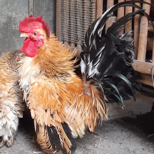 Jual Ayam Hias ABG Kate/Bantam Chocin/Kate Walik/Poland. - Jakarta ...