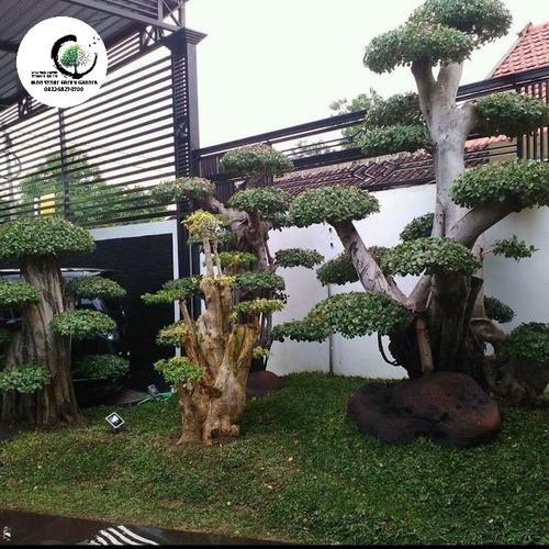 Jual TAMAN RUMPUT GAJAH MINI KERDIL,POHON BONSAI CEMARA ELEGEN ORIGINAL ...