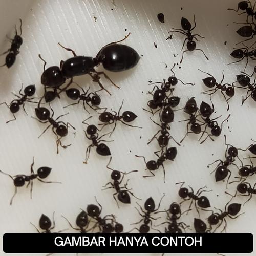 Promo Ratu semut/Queen ant/Crematogaster/Crematogaster Sp. - Jakarta ...