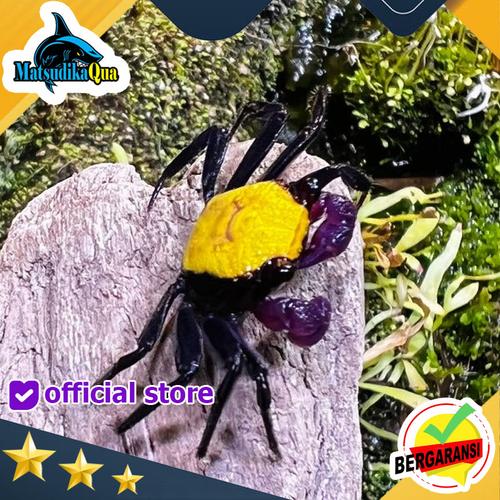 Jual Kepiting Hias Vampire Crab Banana Aquarium Paludarium Terarium ...