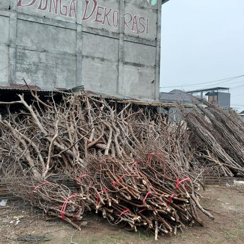 Jual Rangkaian ranting pohon/ ranting pohon tinggi 2 meter/ranting ...