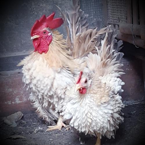 Jual AYAM HIAS (AYAM SERAMA/AYAM KATE/WALIK/AYAM PELUNG/ANAKAN AYAM ...