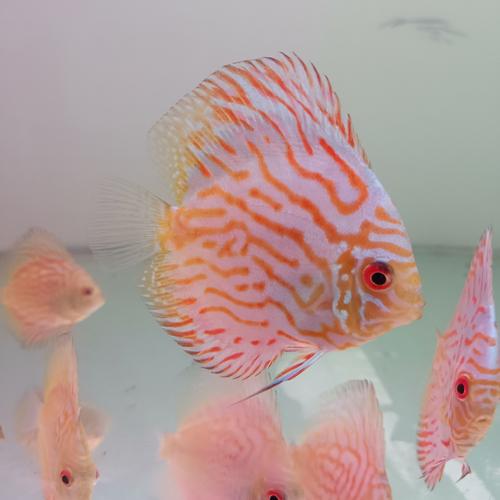 Jual ikan discus pigeon 2.5 inch 3 inch 3.5 inch / ikan Diskus pigeon ...