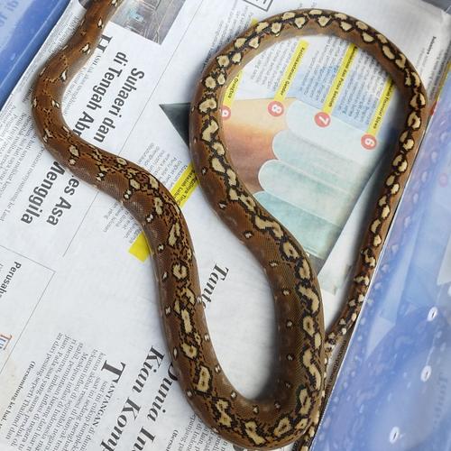 Jual ular retic phantom - Jakarta Barat - reptile berkha | Tokopedia