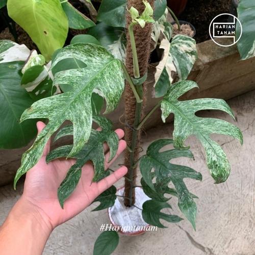 Jual Epipremnum White Monster / White Dagger (Include pot & media tanam ...