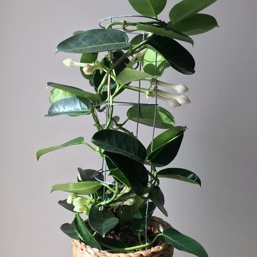 Jual (Tanaman Langka) Madagascar jasmine atau Stephanotis Floribunda ...