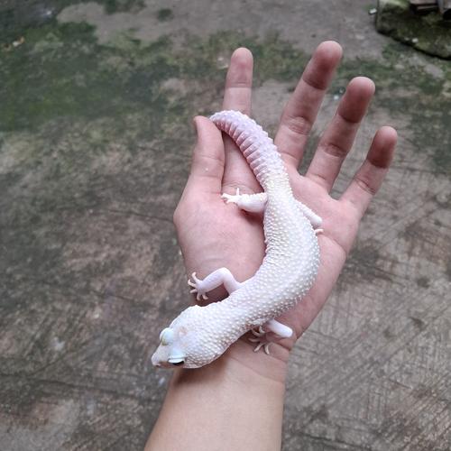 Jual Leopard Gecko Indukan Male - Macksnow Murphy Patternless Eclipse ...