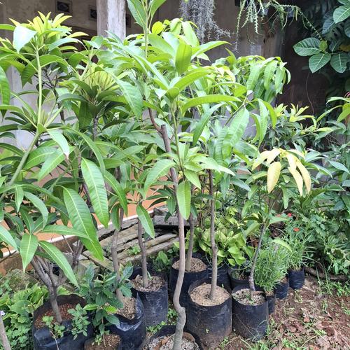 Jual pohon mangga cokanan siap berbuah | pohon mangga cokanan 1,5 meter ...