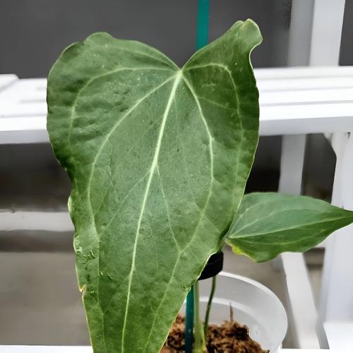 Jual anthurium delta force original 2 daun medium - 1zps - Jakarta Barat - Kebun Hijau By Puni ...