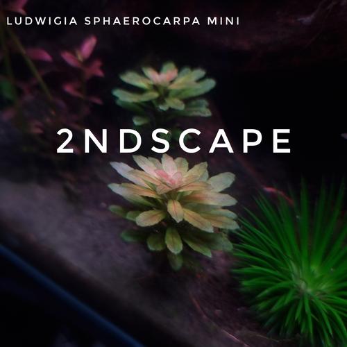 Jual Ludwigia Sphaerocarpa 'mini' RARE Aquatic Plant - Kab. Sidoarjo - 2nd Scape | Tokopedia