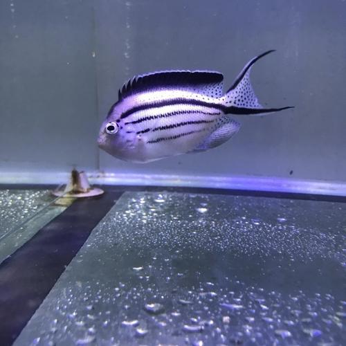 Jual Ikan Angel lamarack (ikan hias laut) - Jakarta Timur - Lagoon ...