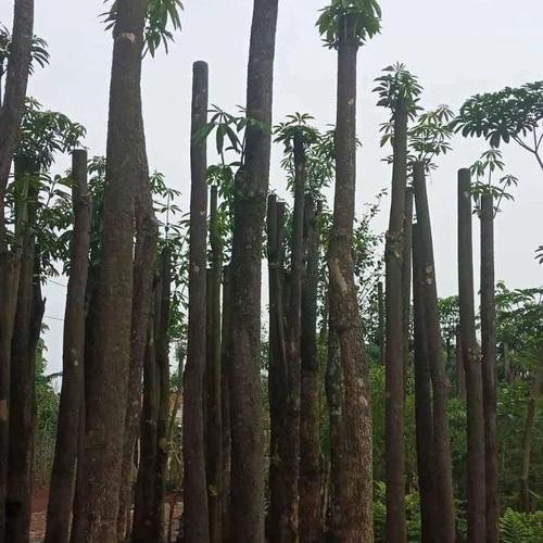 Jual Pohon peneduh / pohon pule batang tunggal - Kab. Bogor ...