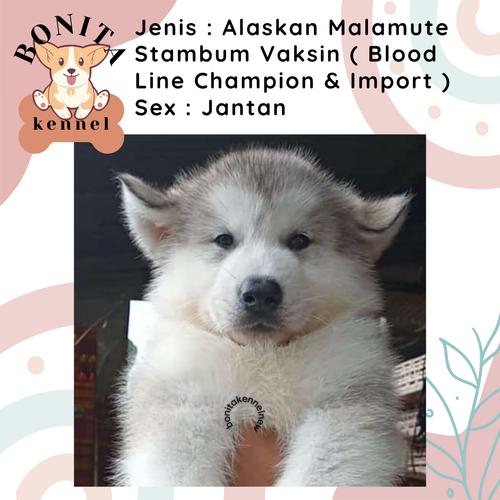 Jual Alaskan Malamute Stambum Jantan Betina Anak Anjing Alaskan Malamut ...