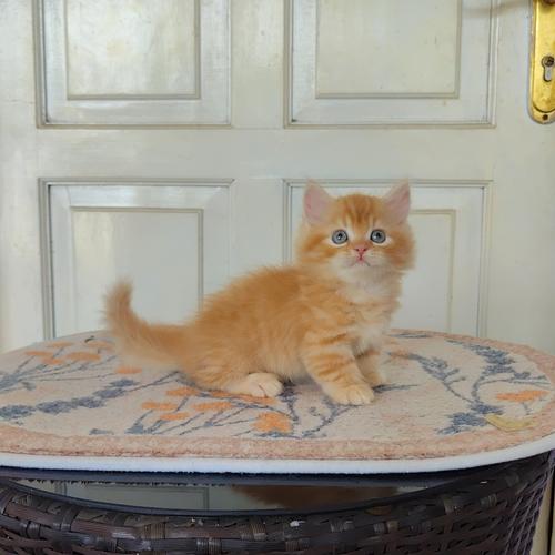 Jual kucing kitten munchkin cebol kaki pendek - Kota Bekasi - Sham Pets ...