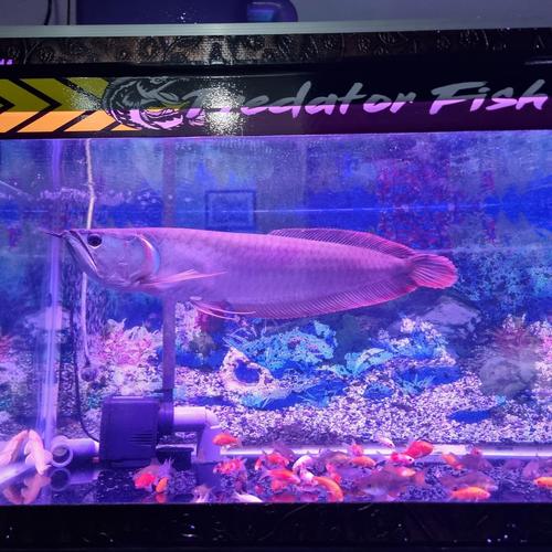 Jual Arwana Silver Red Brazil 45 cm - Kab. Bogor - davin goldfish ...