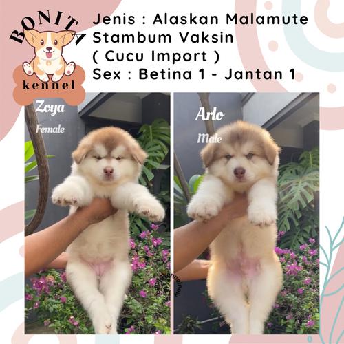 Jual Alaskan Malamute Stambum Red And White Grey Anak Anjing Alaskan ...