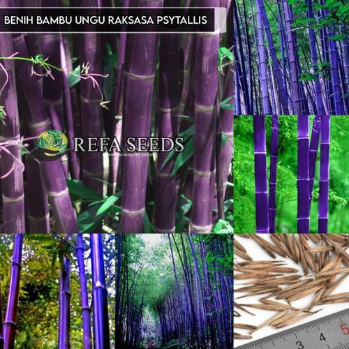 Jual (-) REFA (25 Butir) Benih Bambu Ungu Raksasa Psytallis Original ...